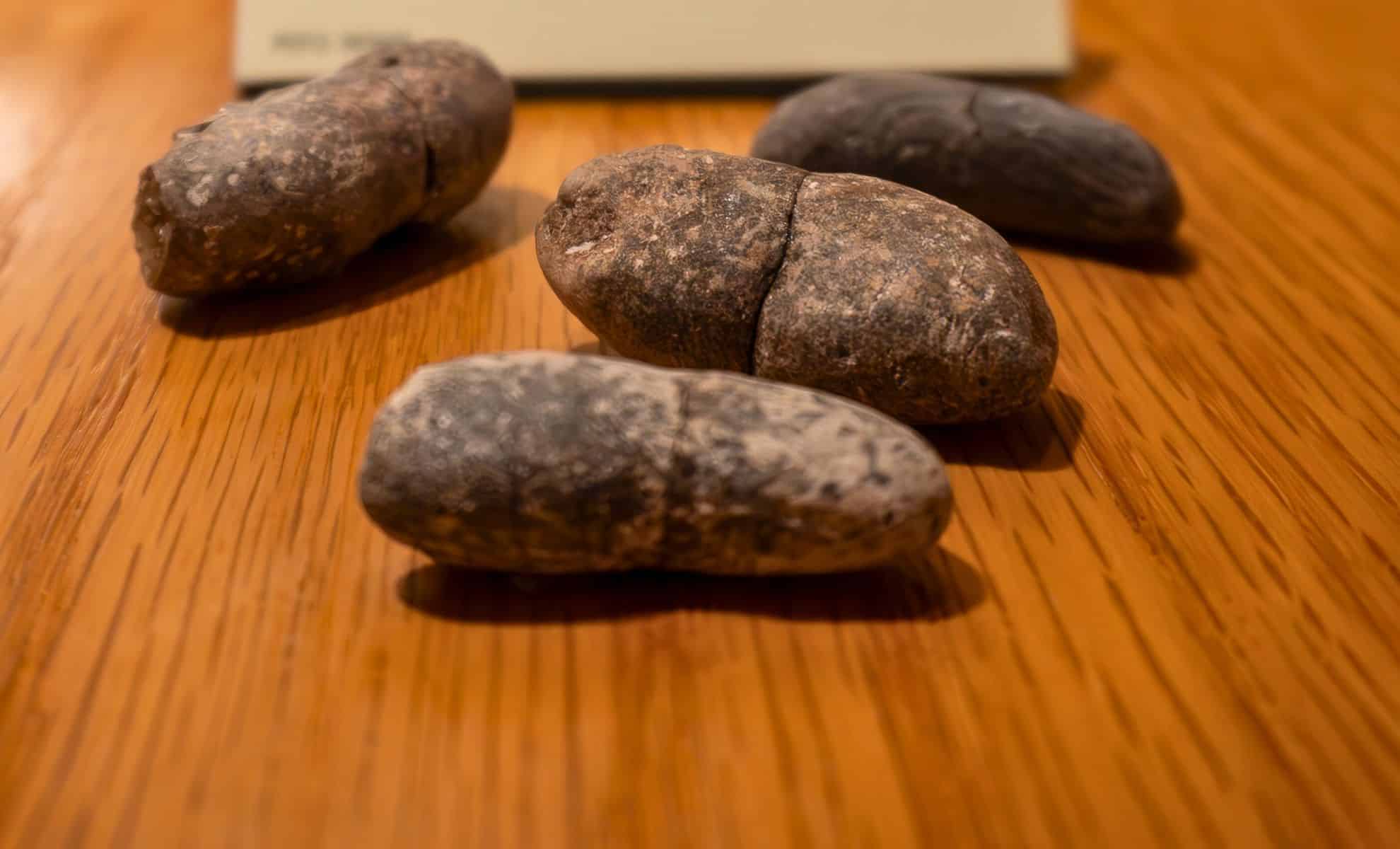 Science - For 300 Million Years, Fossilized Poop Was Trapped in Stone ...